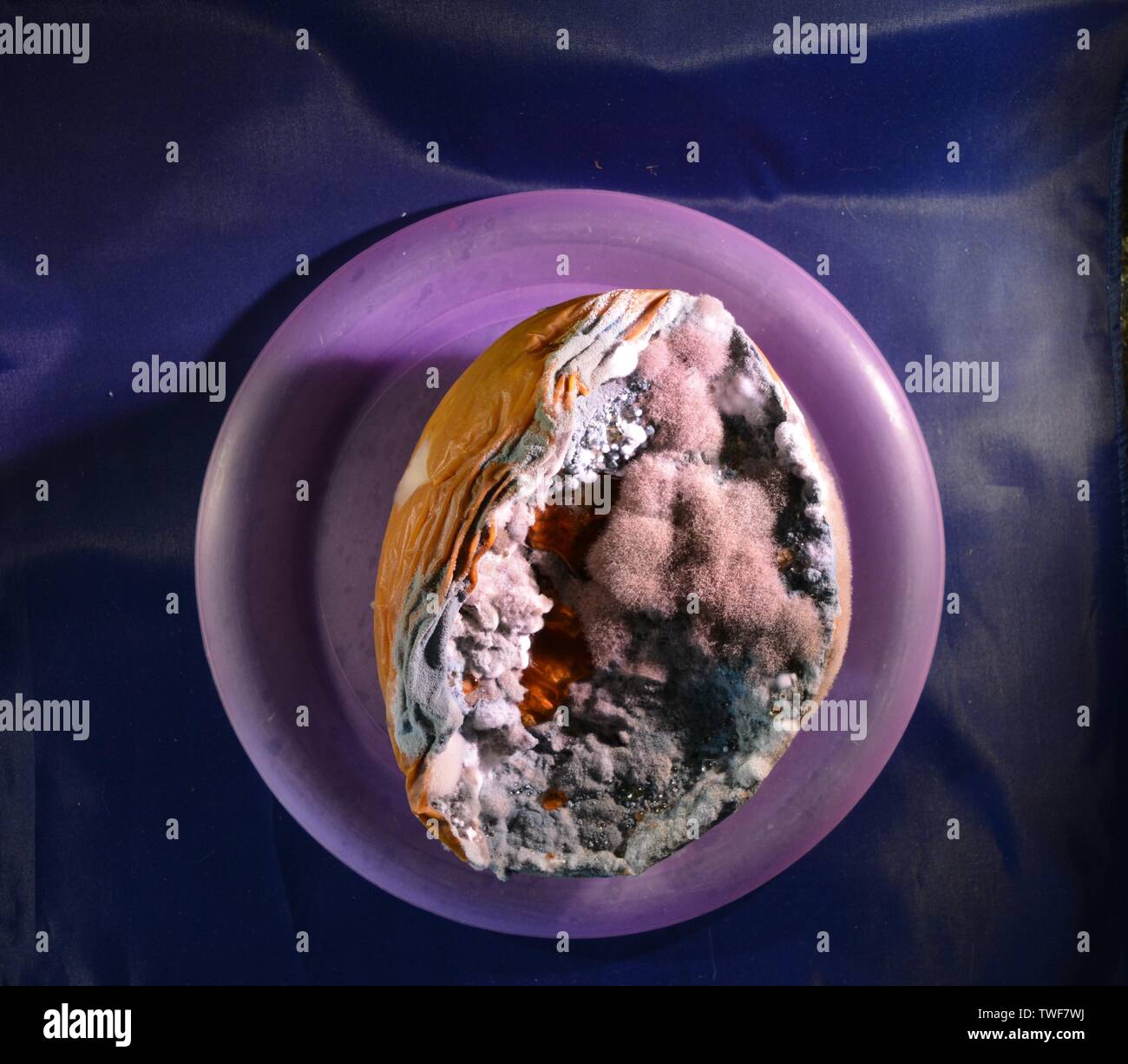 State of decay, daily sequence of the decay of a watermelon, slowly ...