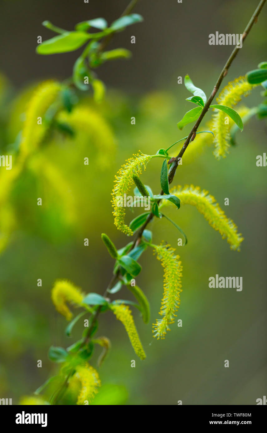 Salix sauce hi-res stock photography and images - Alamy