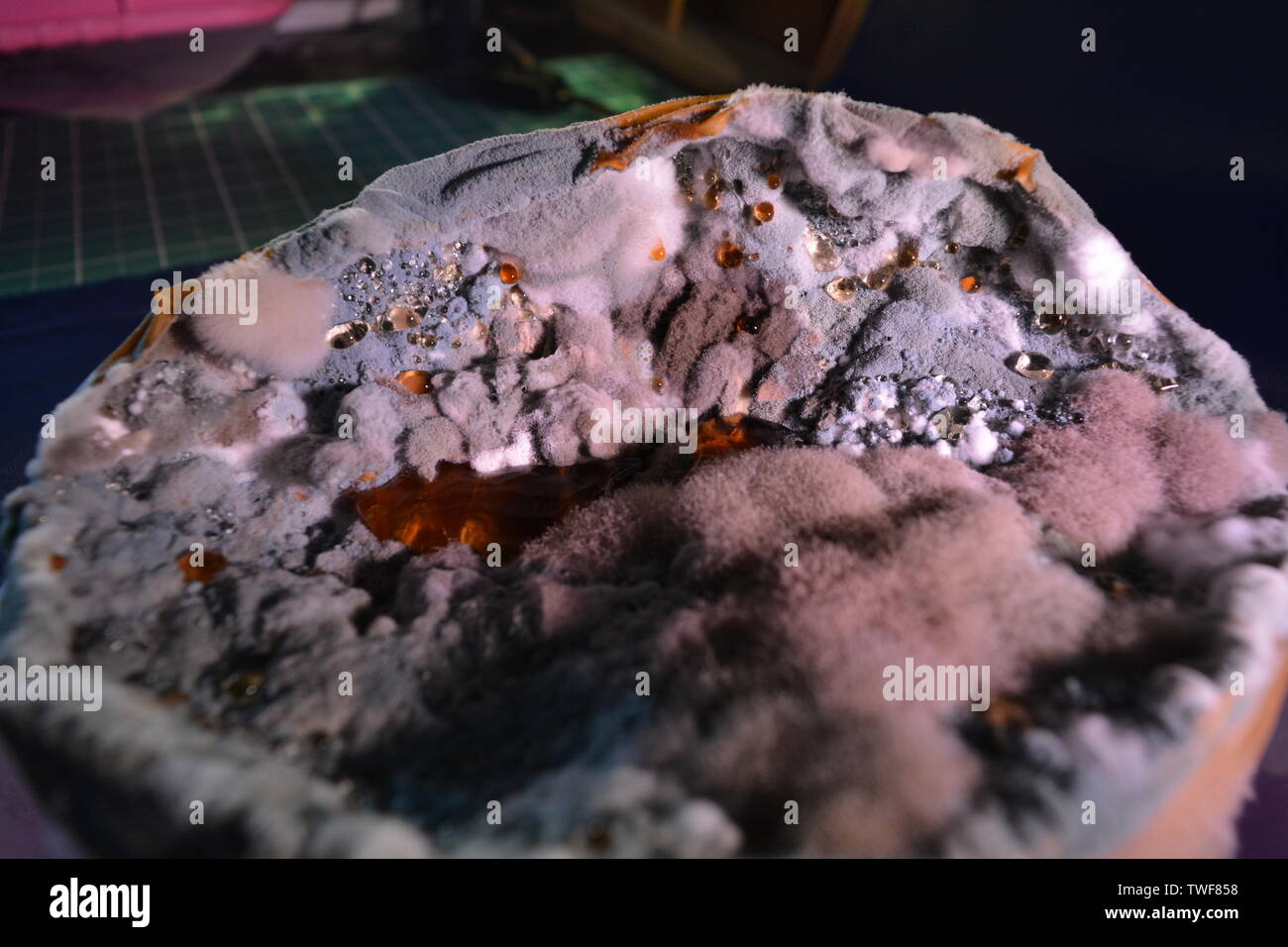 State of decay, daily sequence of the decay of a watermelon, slowly ...