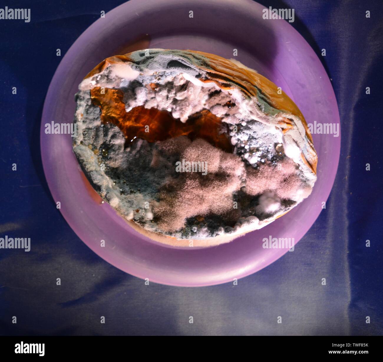 State of decay, daily sequence of the decay of a watermelon, slowly ...