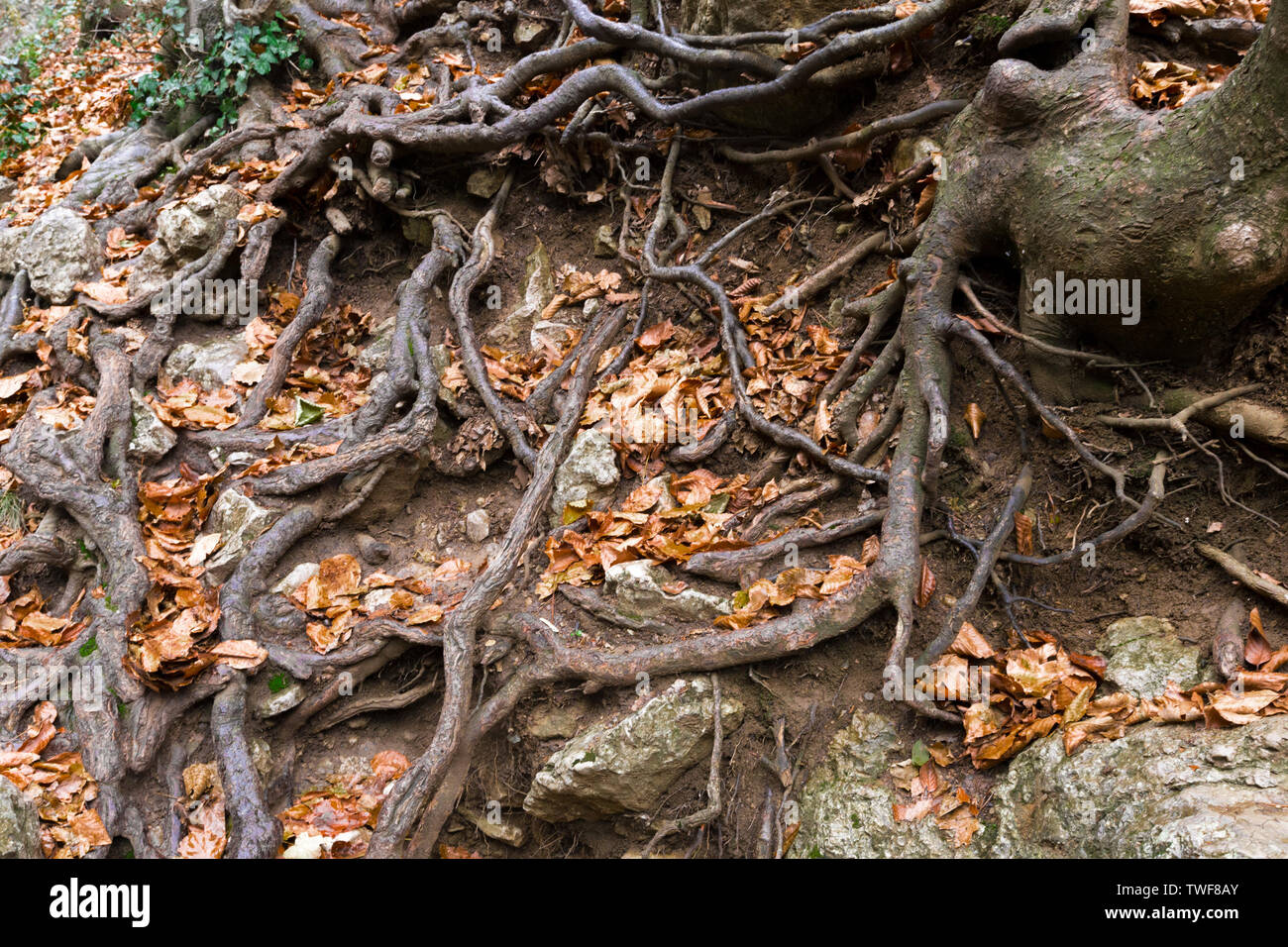 Mountain rocks overgrown with forest plants Stock Photo - Alamy