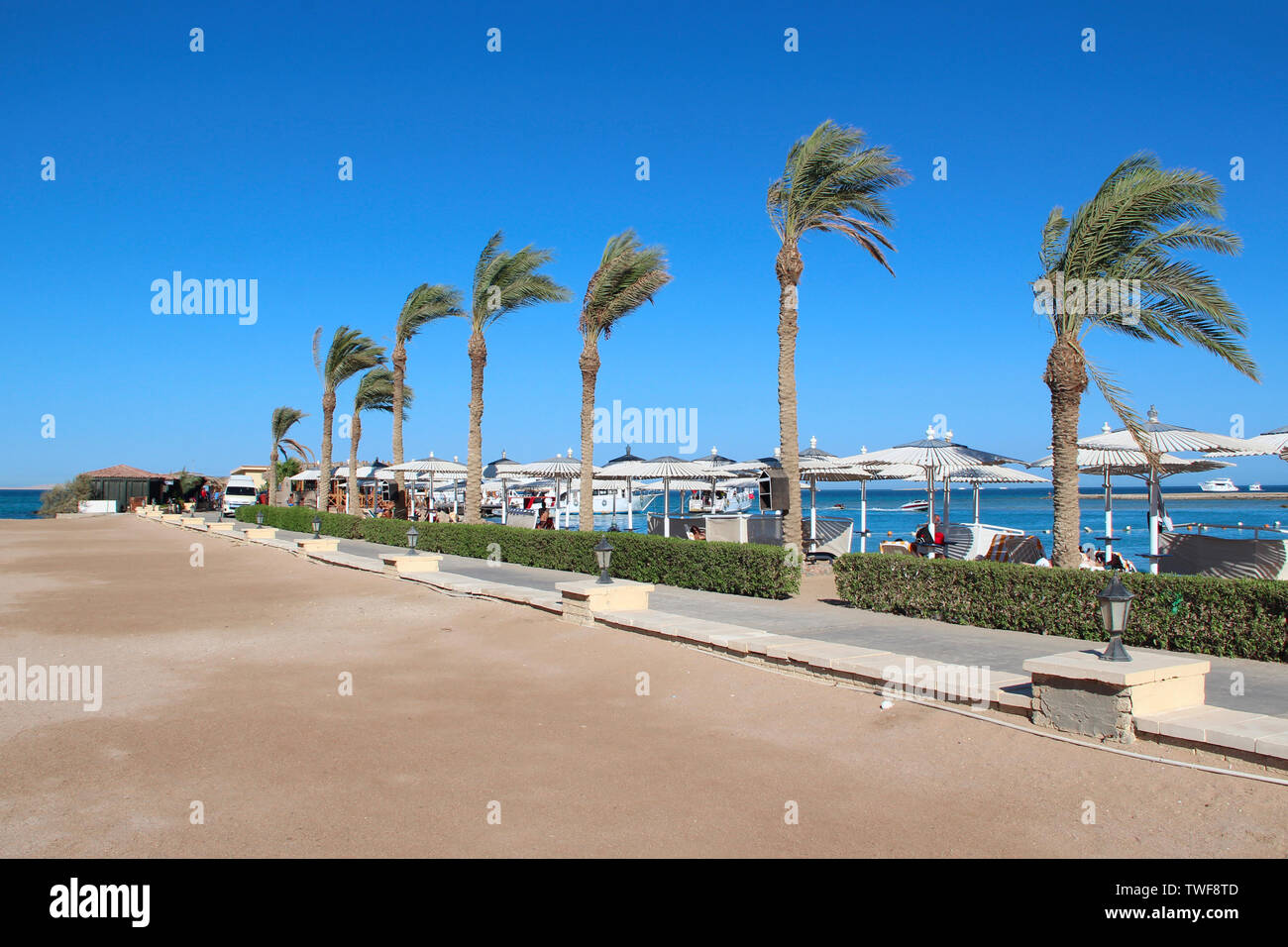 Tropic palm trees on seashore grow along shore. Tropical resort with ...