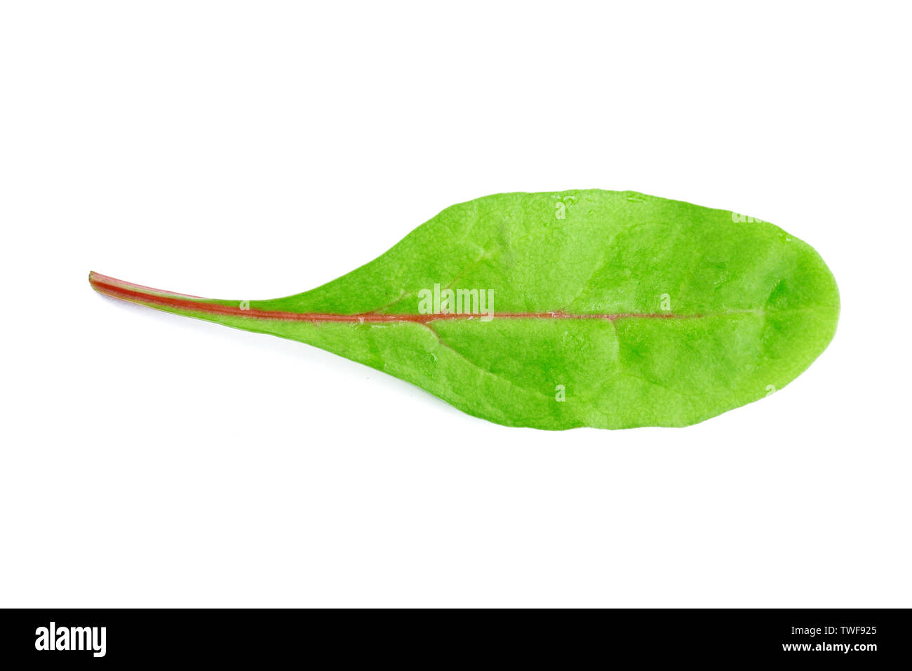 Greenery close up isolated on white background Stock Photo - Alamy