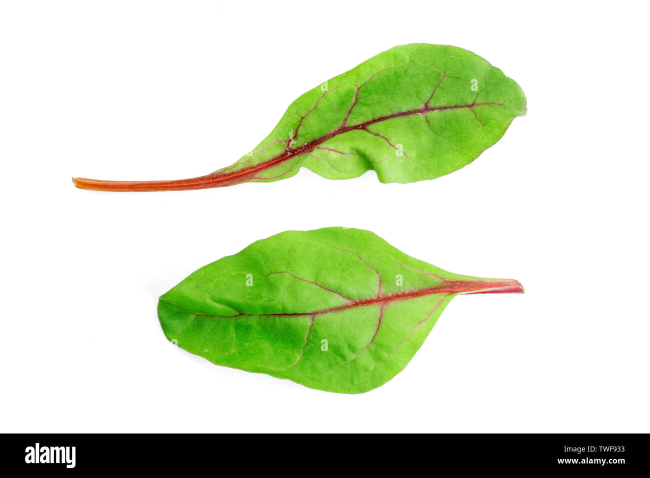 Greenery close up isolated on white background Stock Photo - Alamy