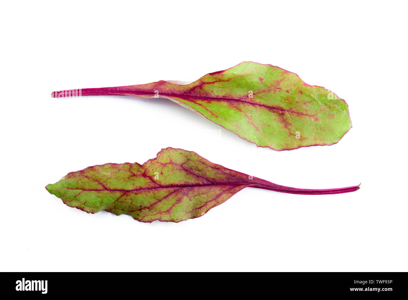 Greenery close up isolated on white background Stock Photo - Alamy