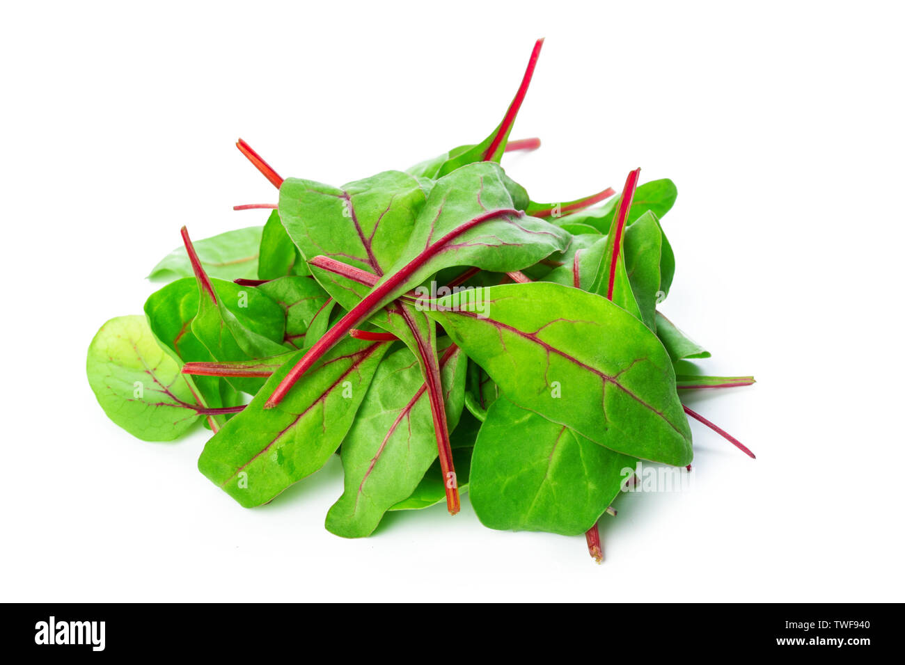 Greenery close up isolated on white background Stock Photo - Alamy