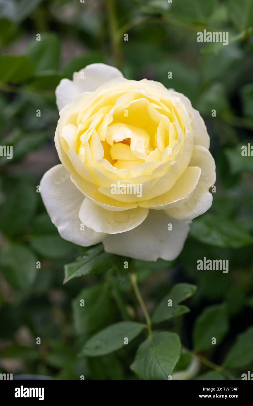 Vanessa bell hi-res stock photography and images - Alamy