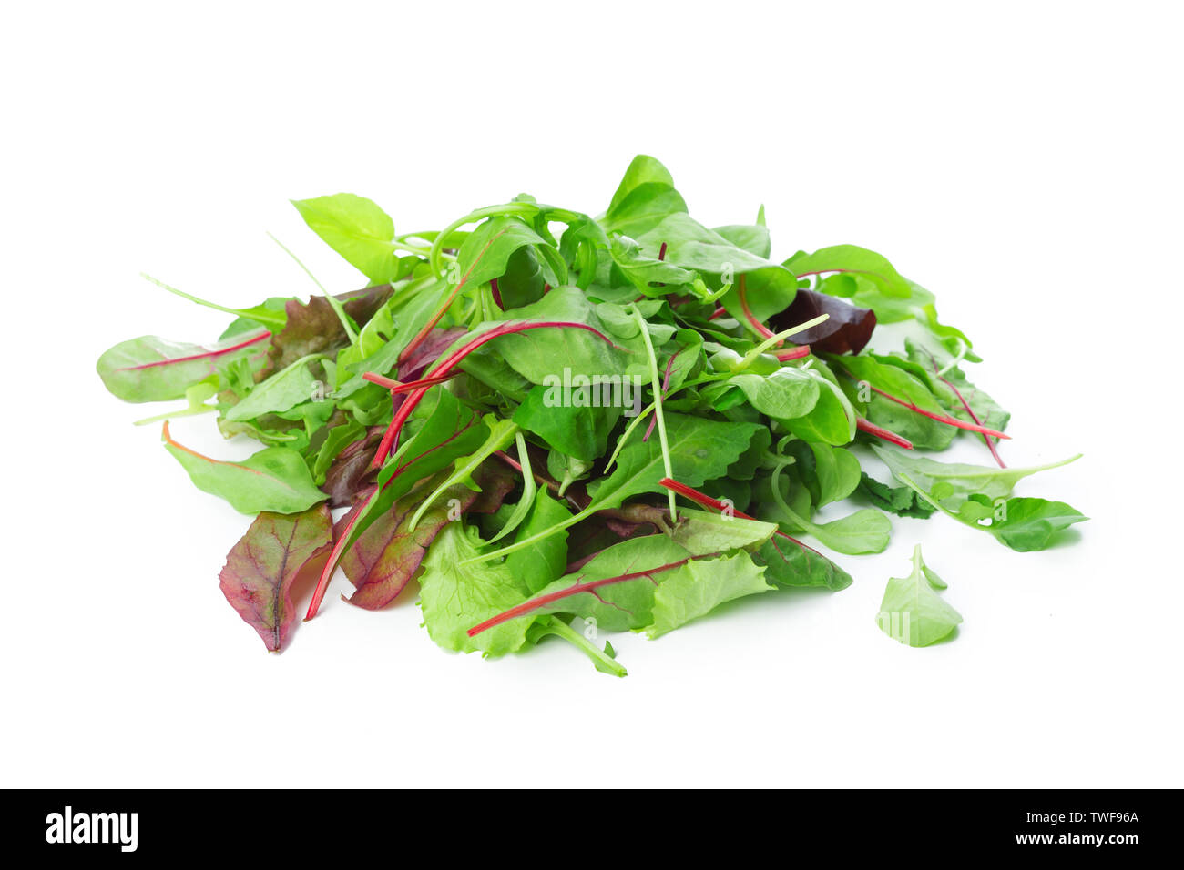 Greenery close up isolated on white background Stock Photo - Alamy