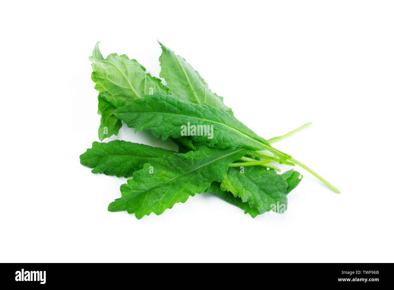 Greenery isolated on white background Stock Photo - Alamy