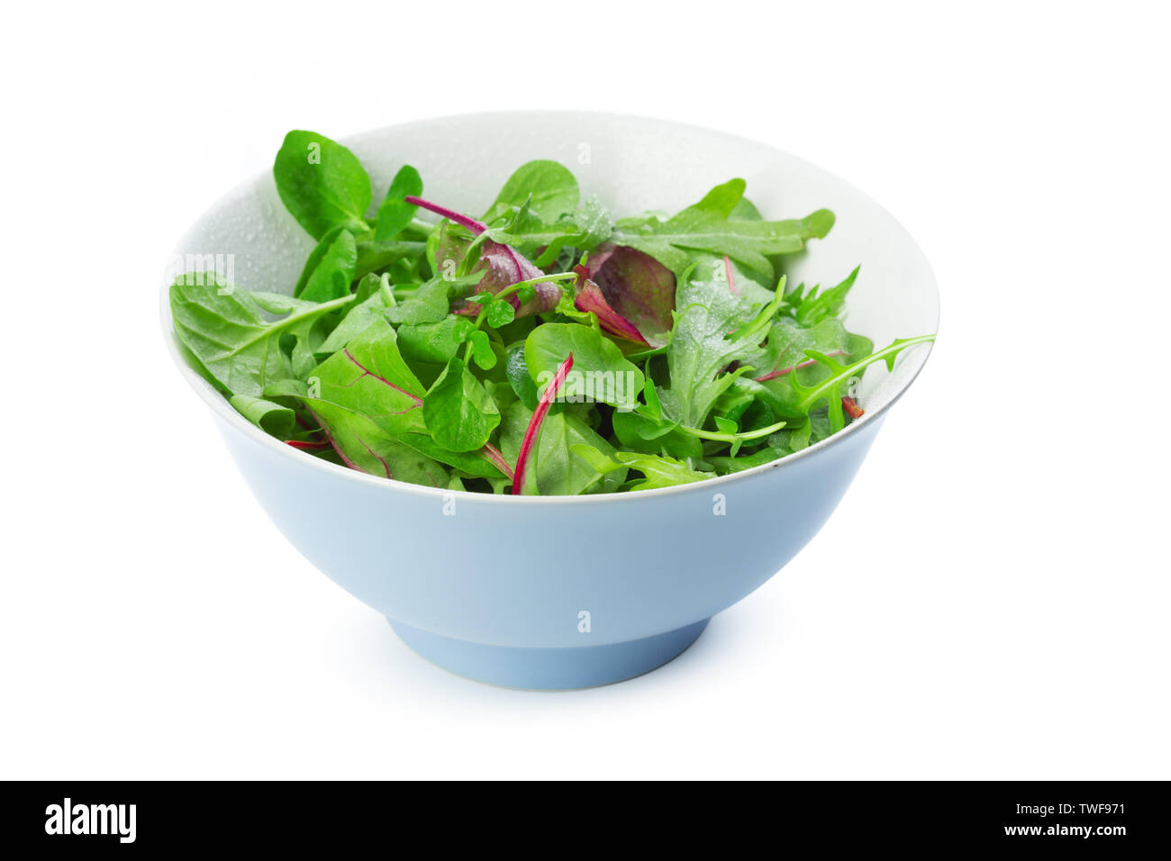 Greenery close up isolated on white background Stock Photo - Alamy