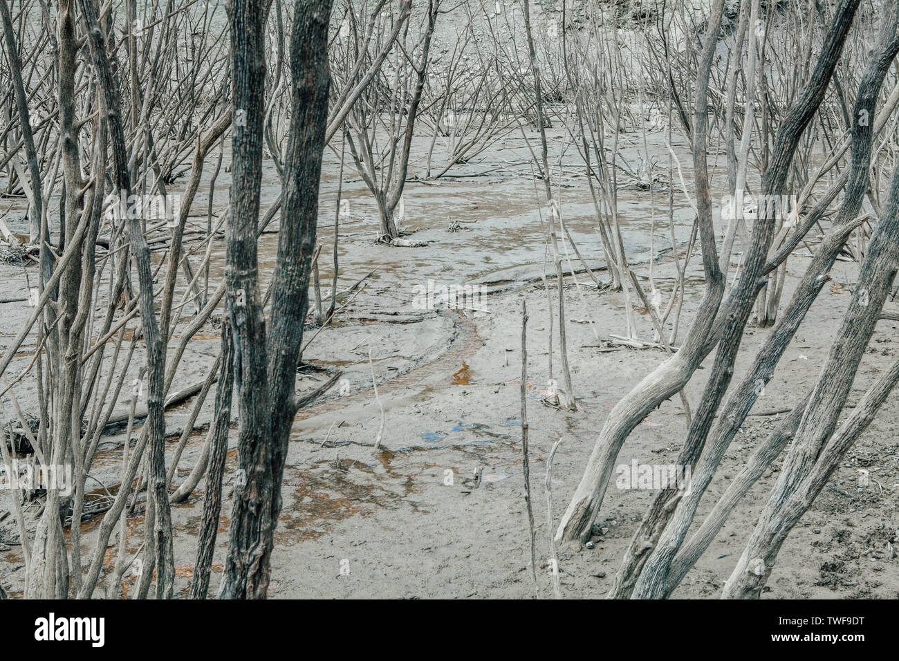Dried cracked river bed with dead trees Stock Photo - Alamy