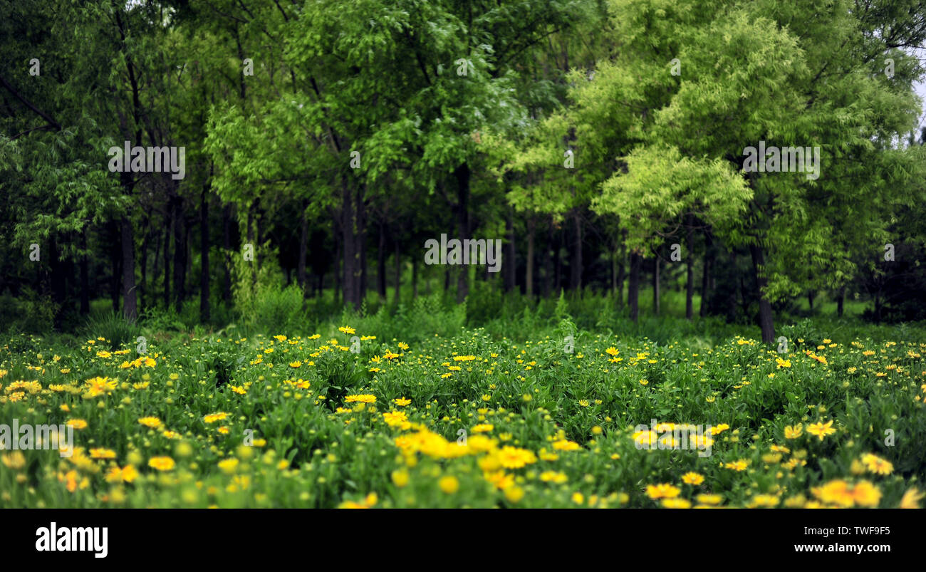 Spring forest flowers and plants picture Stock Photo - Alamy