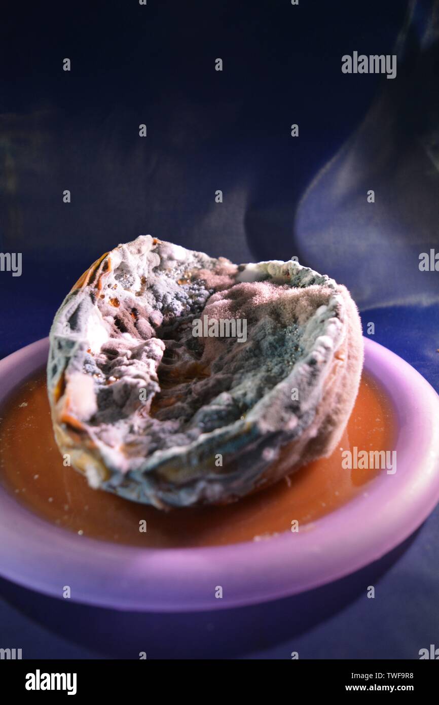 State of decay, daily sequence of the decay of a watermelon, slowly ...