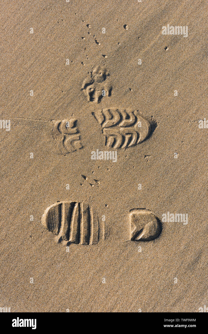 Imprint shoes hi-res stock photography and images - Alamy