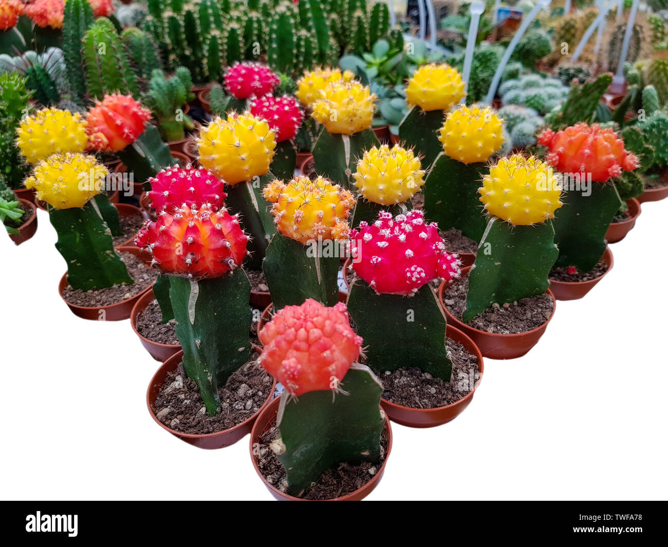 Cacti in pots hi-res stock photography and images - Alamy