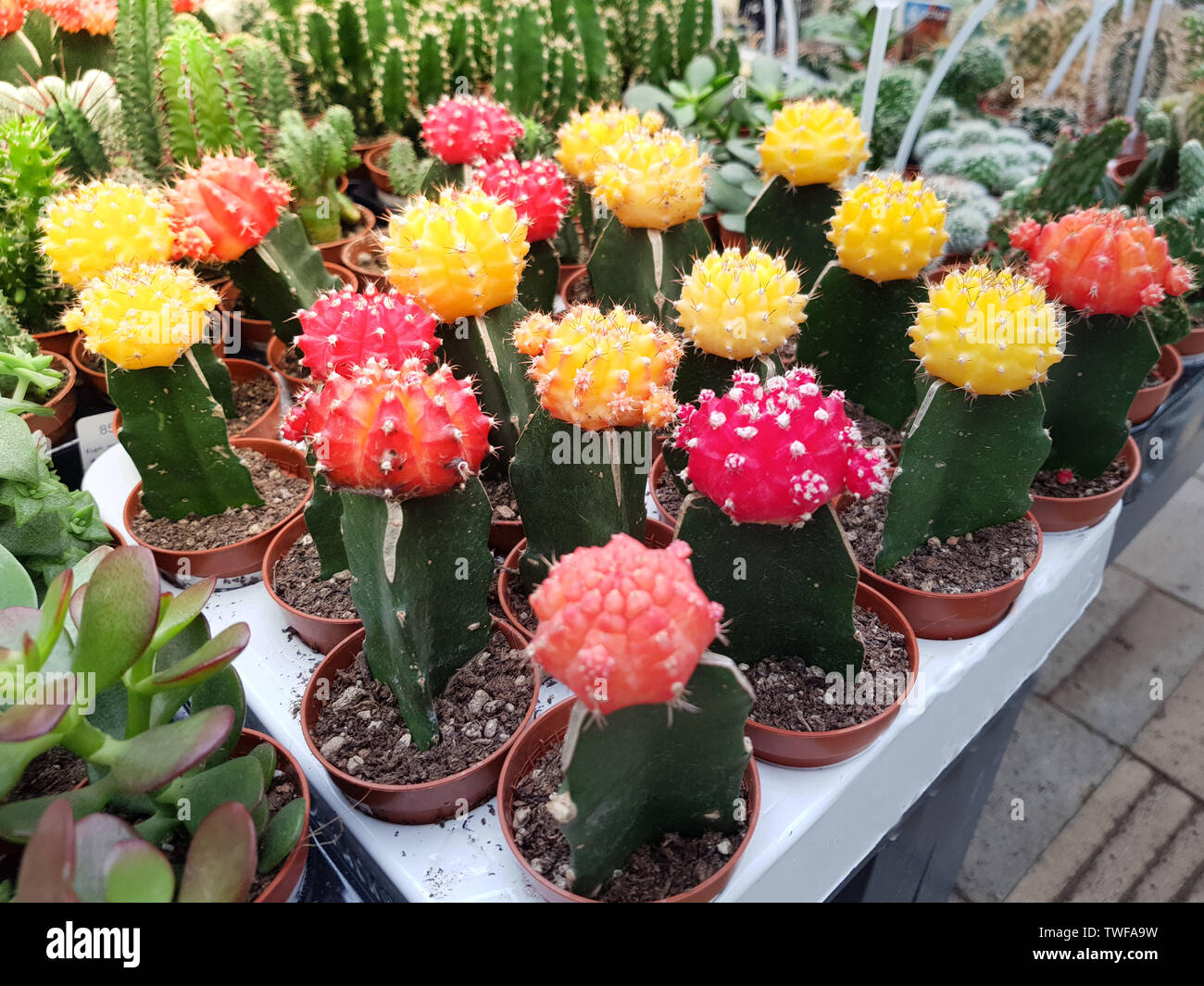 Flowering decorative cacti at home. Bright multicolored cacti Stock ...
