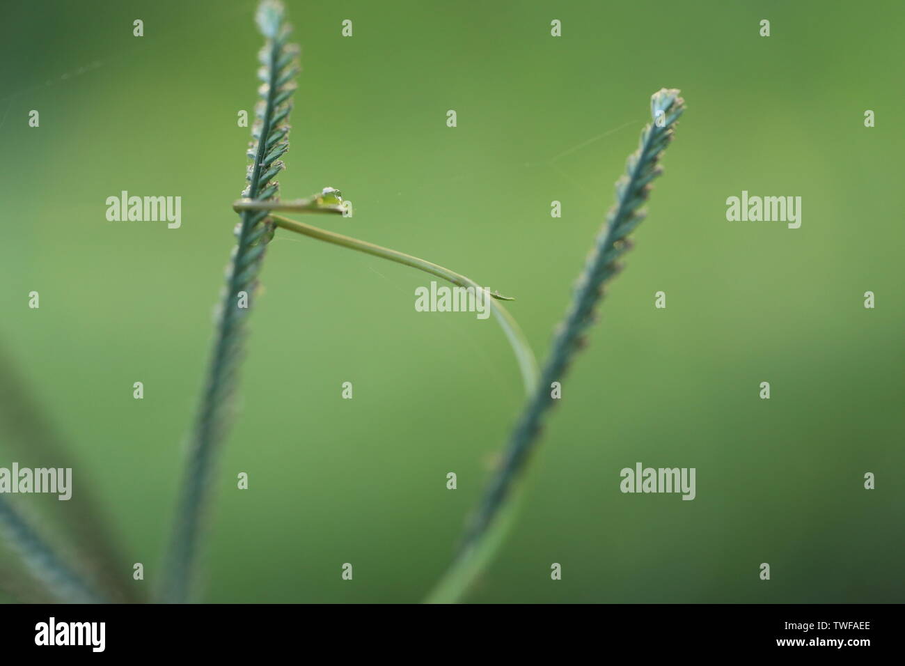 Plants entwine hi-res stock photography and images - Alamy