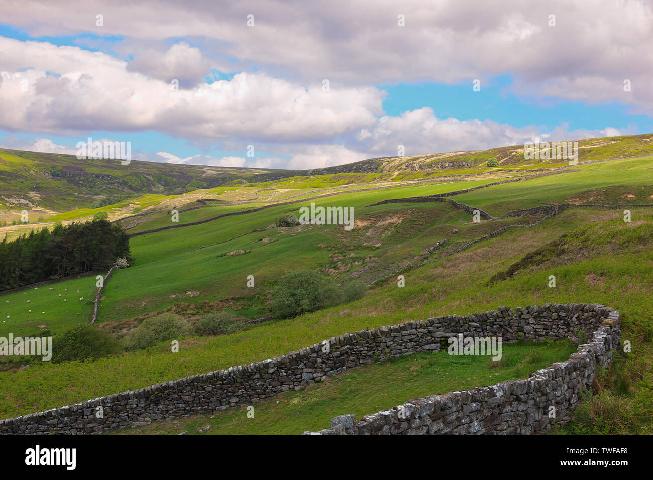 Farming in the Farndale Valley on the North York Moors, England, UK ...
