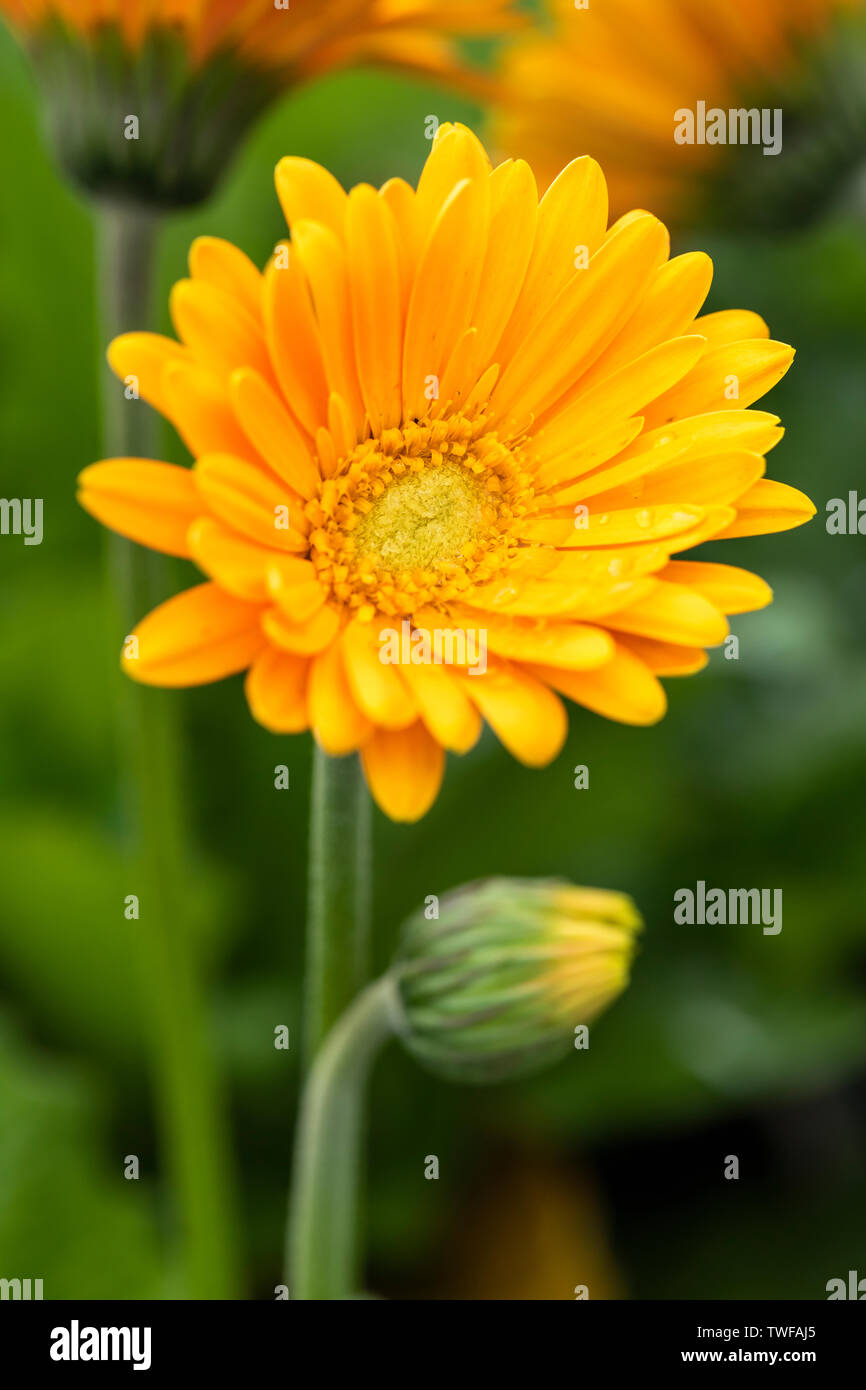 Close up of Gerbera Garvinea 'Sweet Honey' bloom flowering in an ...
