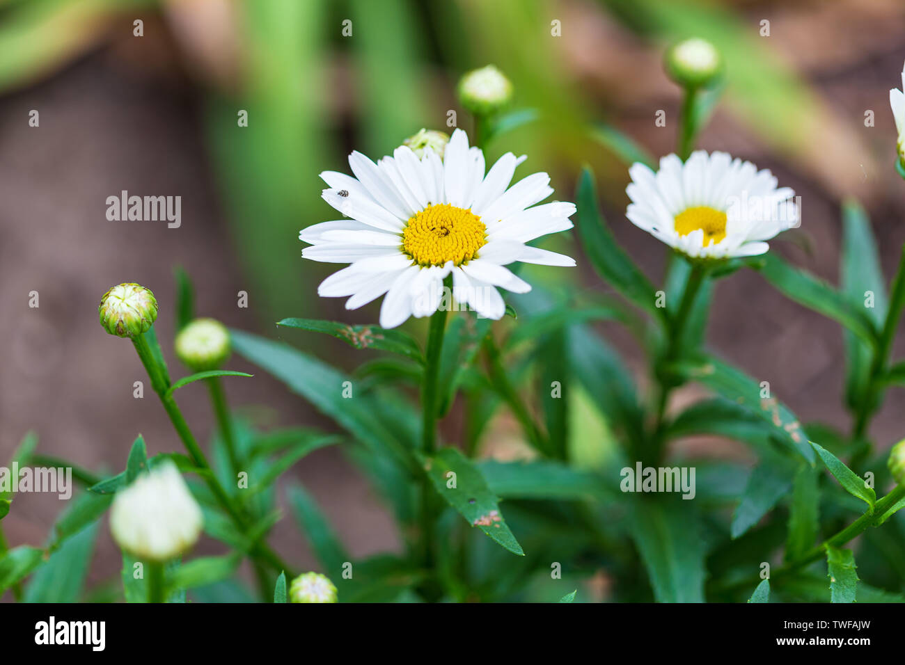 Daisy blooms hi-res stock photography and images - Alamy