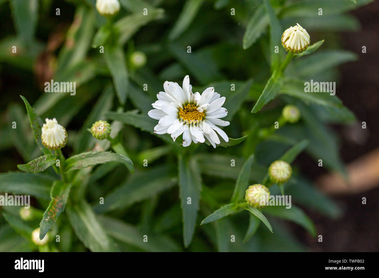 Daisy blooms hi-res stock photography and images - Alamy