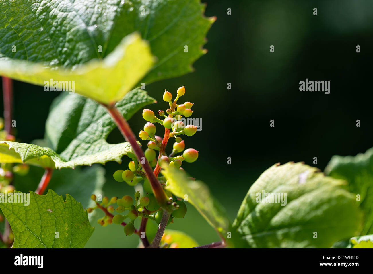 Growing of grape hi-res stock photography and images - Alamy
