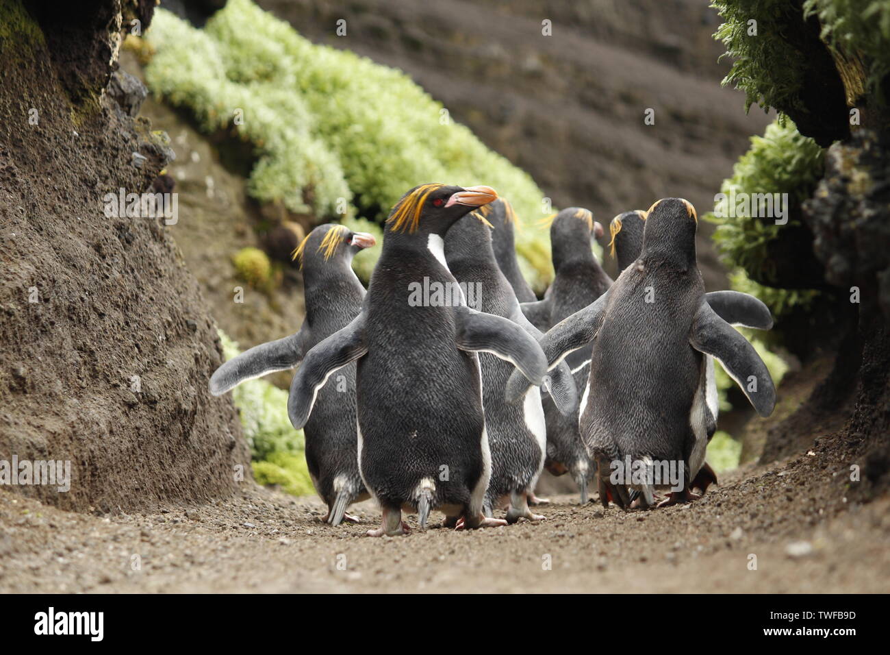 Macaroni penguins marching to their nesting sites along a unique ...