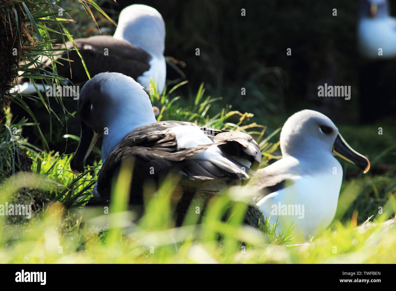 A community of Grey-headed albatross resting in the sun during nesting ...