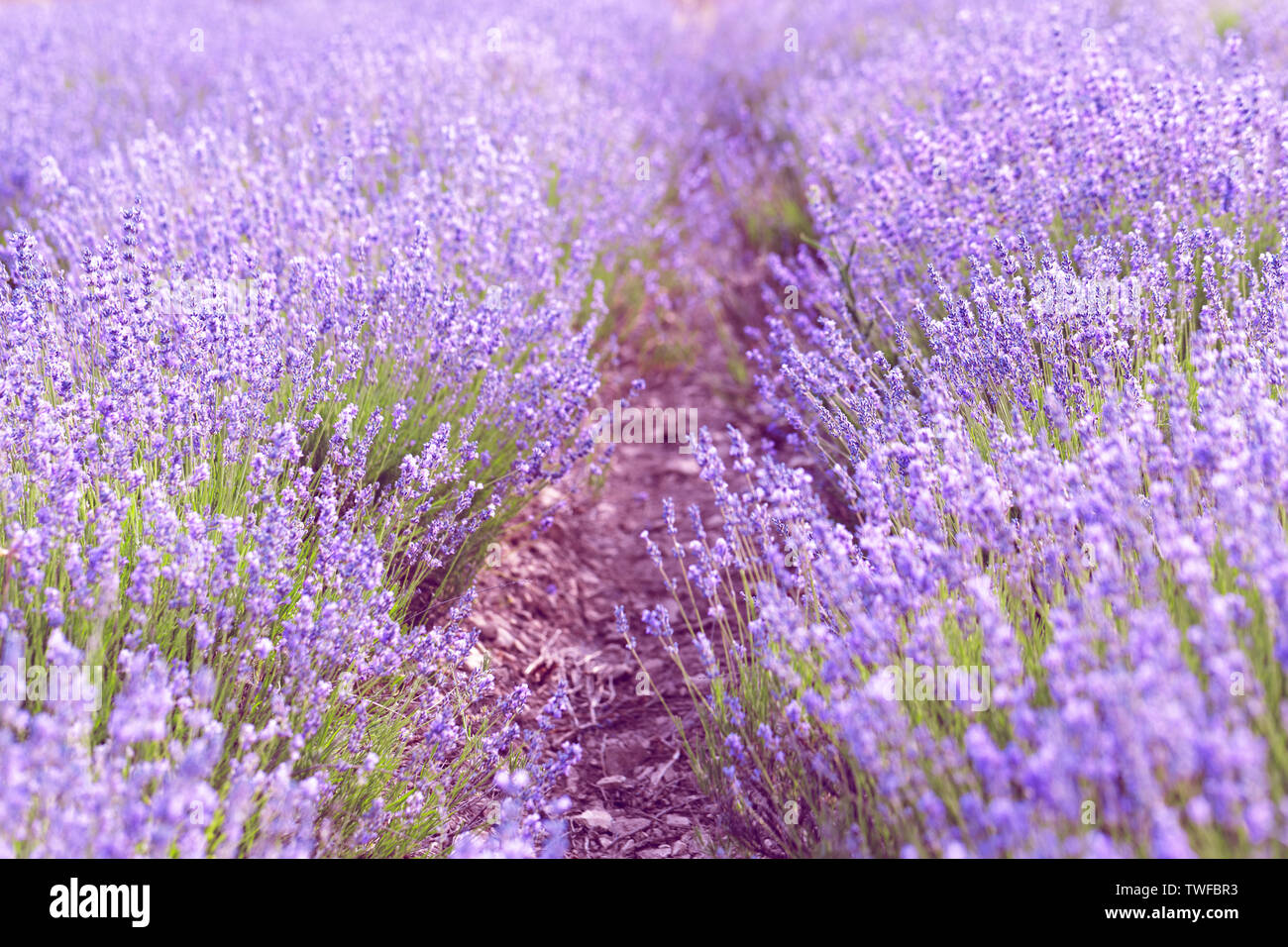 Lavender Field in the summer Stock Photo - Alamy