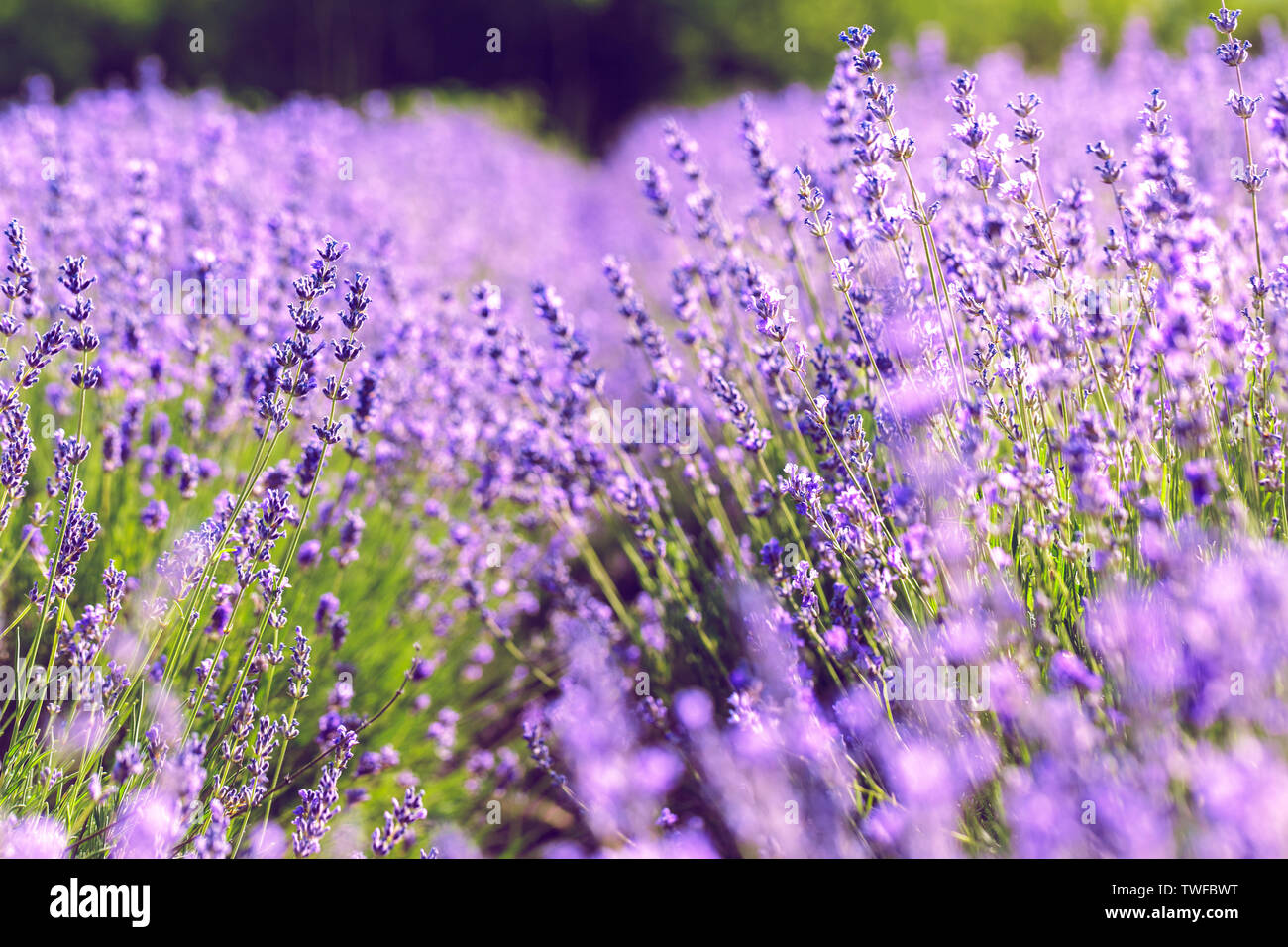 Lavender Field in the summer Stock Photo - Alamy