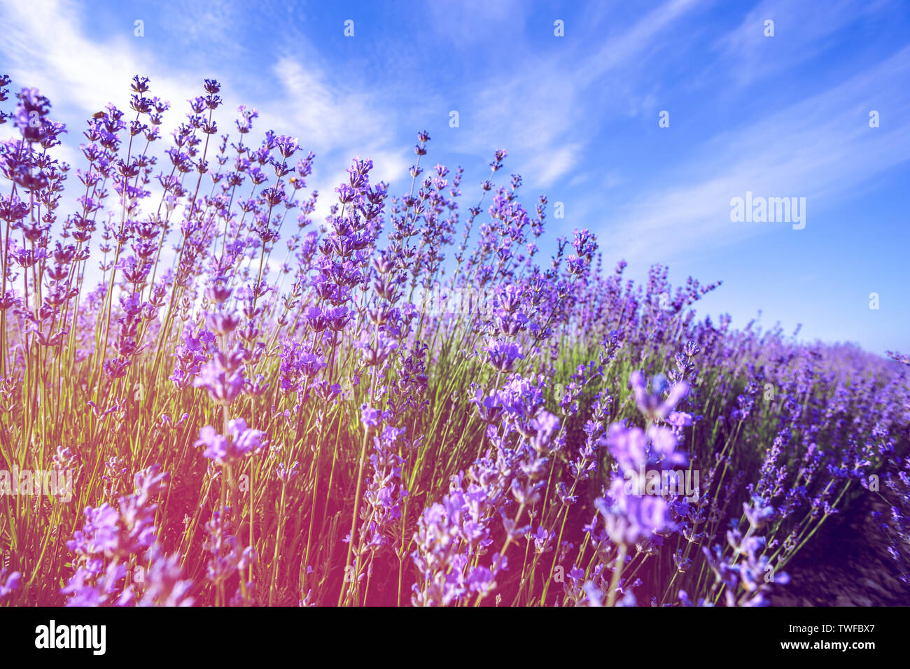 Lavender Field in the summer Stock Photo - Alamy