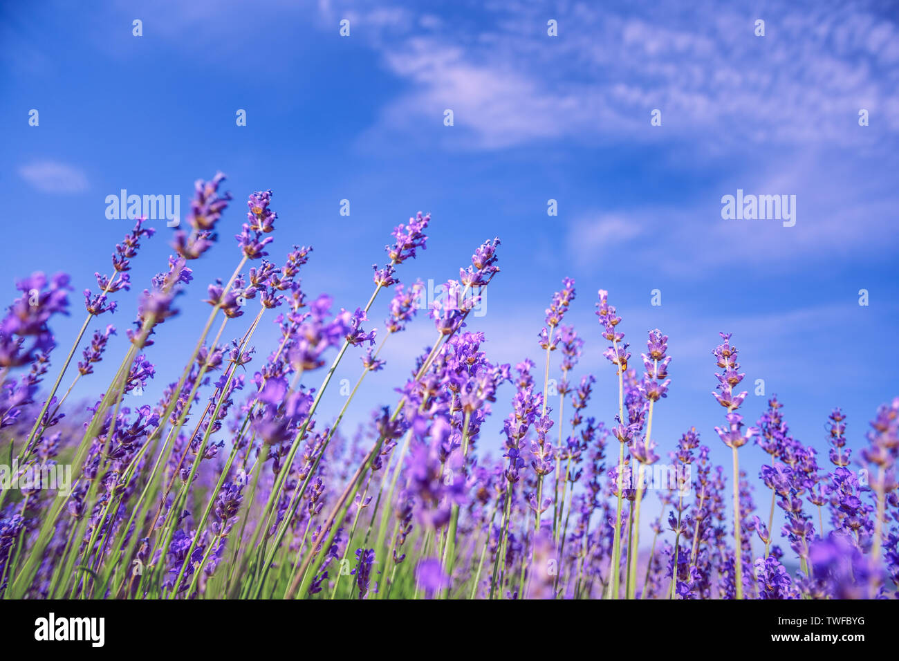 Lavender Field in the summer Stock Photo - Alamy