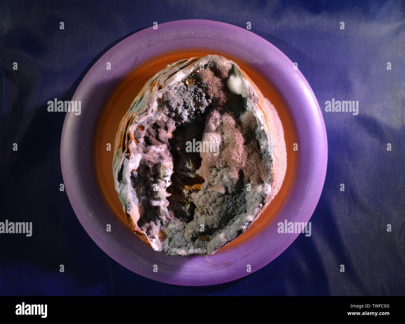 State of decay, daily sequence of the decay of a watermelon, slowly ...