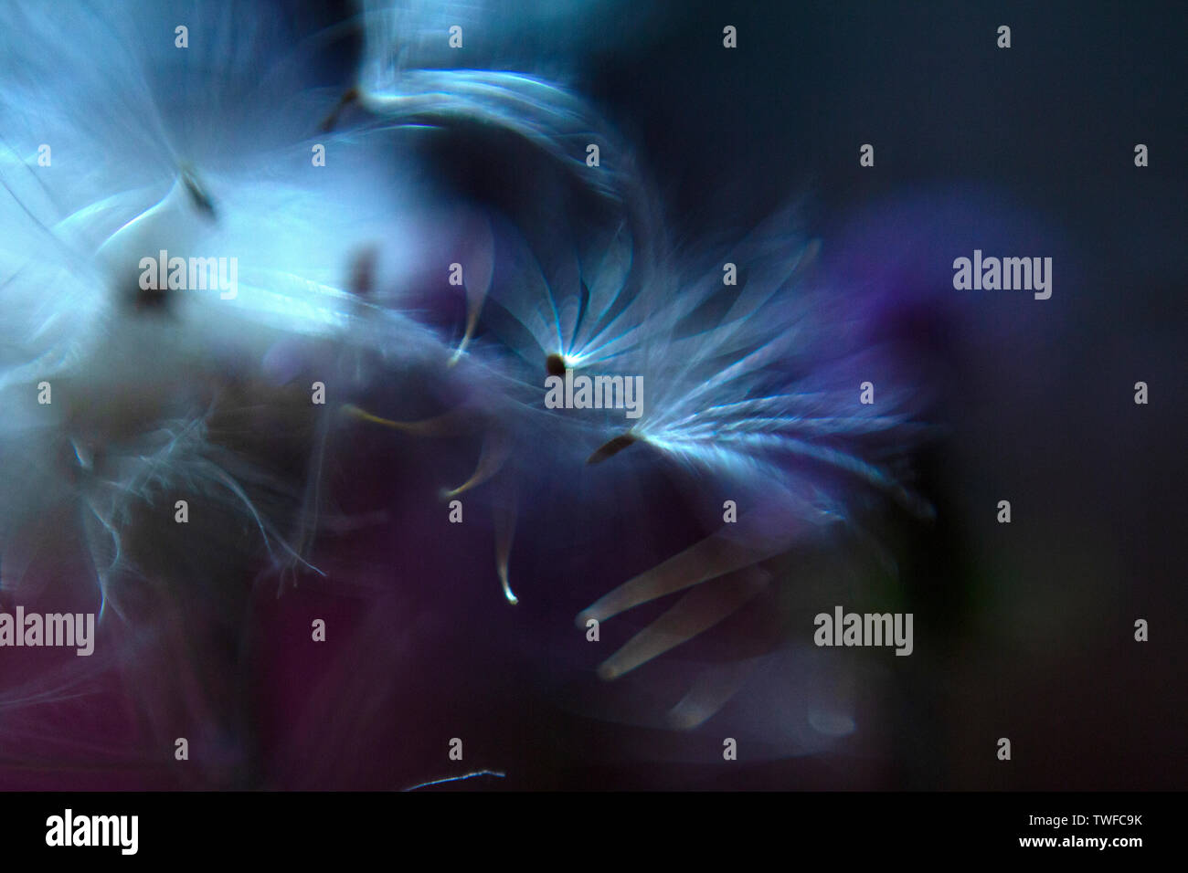 Flying of seeds Stock Photo - Alamy