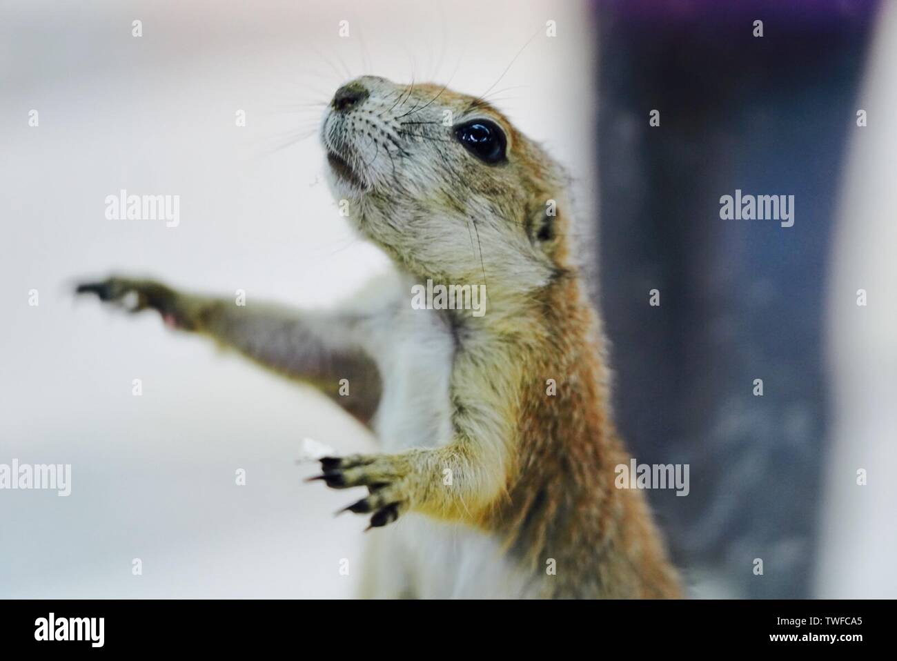 They seem to be happy and don't have to worry about being full and ...