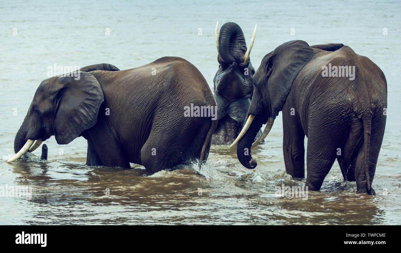 Africa, Zimbabwe, manaturals, national parks, animals, elephants, baby ...