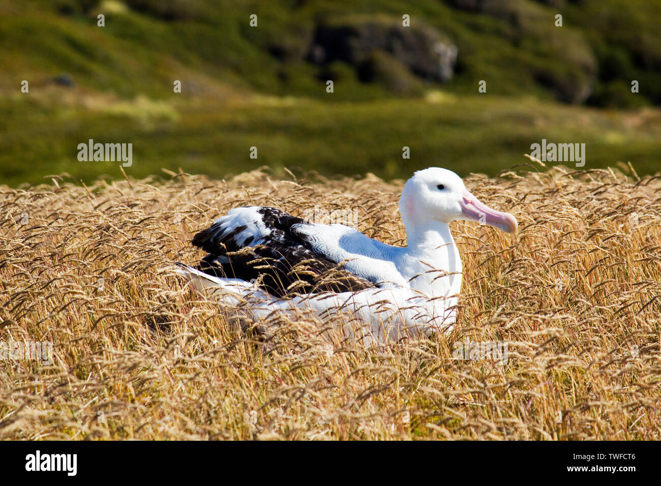 A Wandering Albatross resting in a field while the wind blows, Marion ...