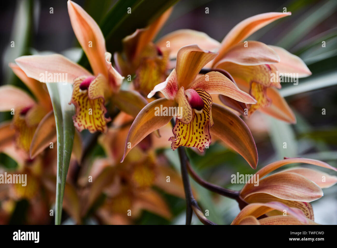 Tiger orchid flowers hi-res stock photography and images - Alamy