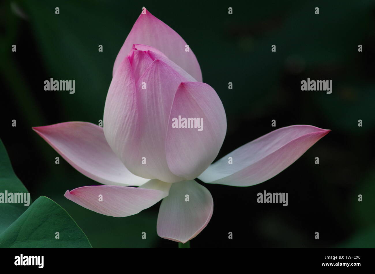 Lotus, Xia Ho, Lotus, Photography Stock Photo - Alamy