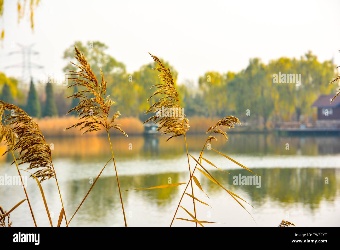 Beijing Ghouta Park Autumn Stock Photo - Alamy