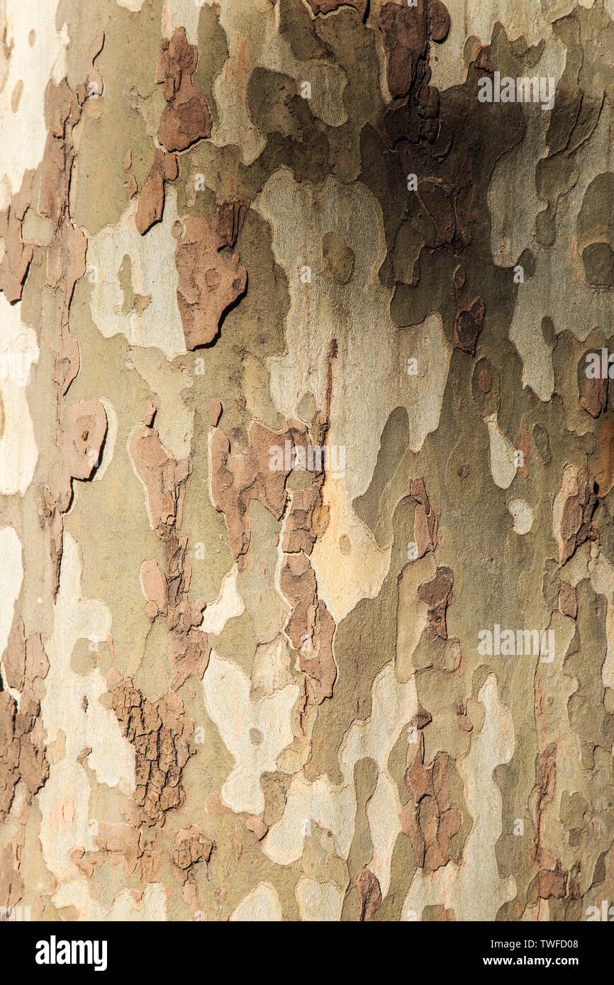 Surface of trees Stock Photo - Alamy