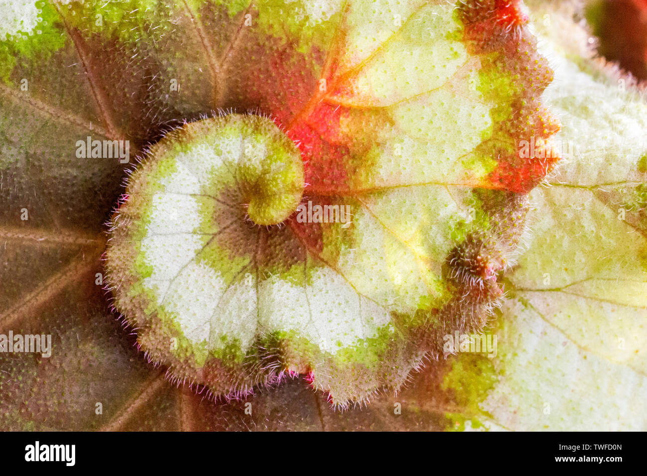 Rex Begonia Begonia Rex High Resolution Stock Photography and Images ...