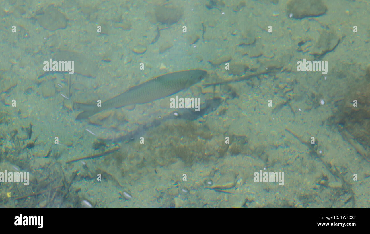 Forellen hi-res stock photography and images - Alamy