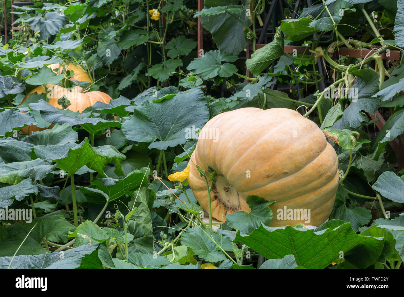 Giant Pumpkin Close Up High Resolution Stock Photography and Images - Alamy