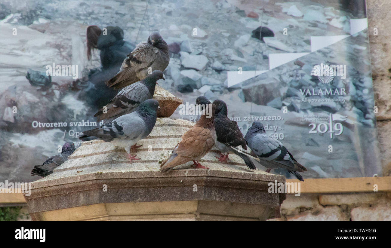 Tauben taube hi-res stock photography and images - Alamy