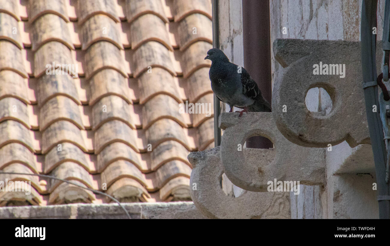 Tauben taube hi-res stock photography and images - Alamy