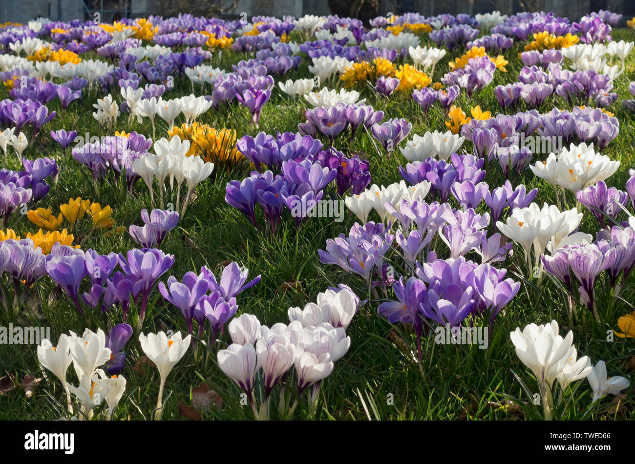 Crocus detail hi-res stock photography and images - Alamy