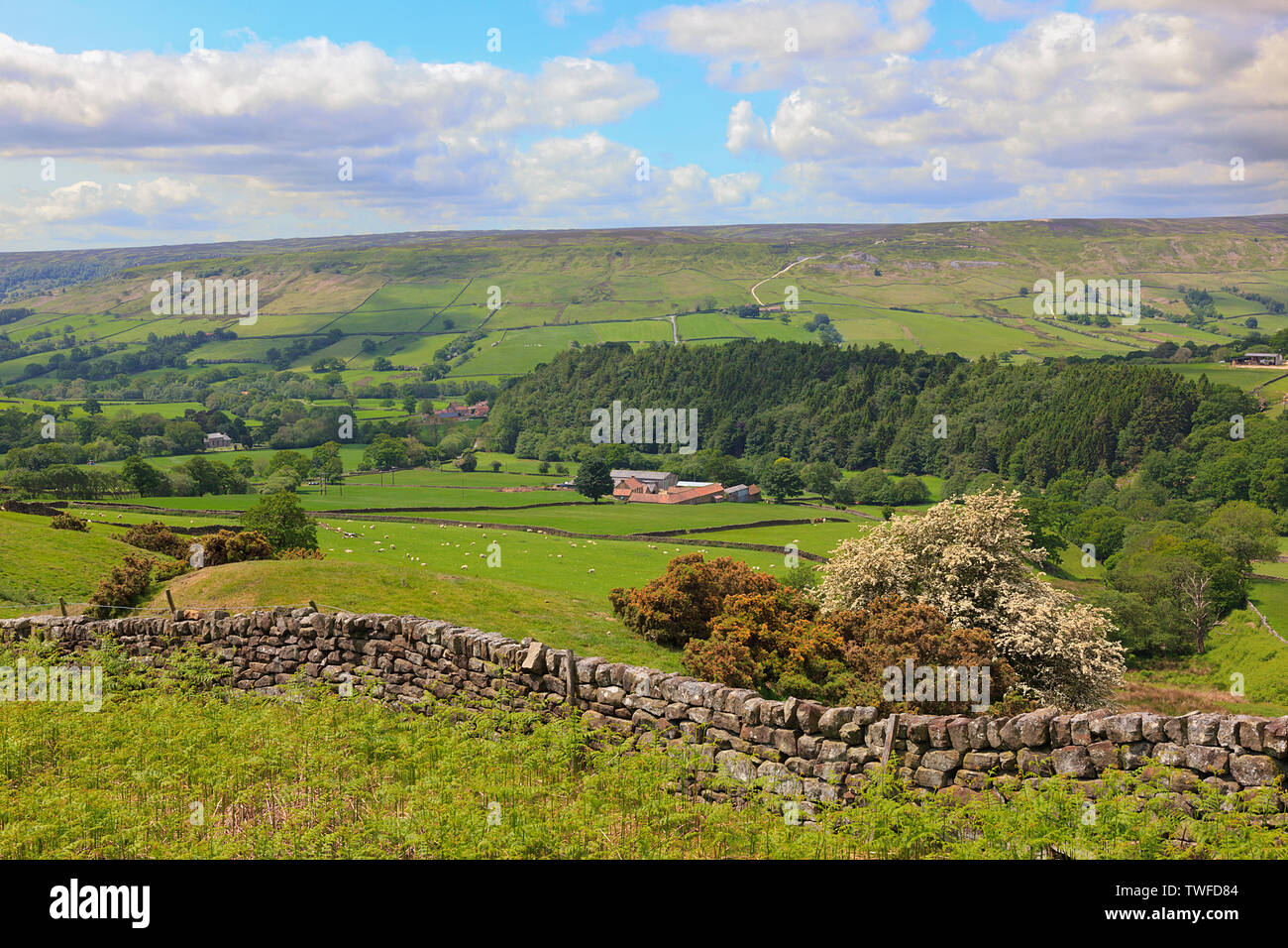 Farming in the Farndale Valley on the North York Moors, England, UK ...