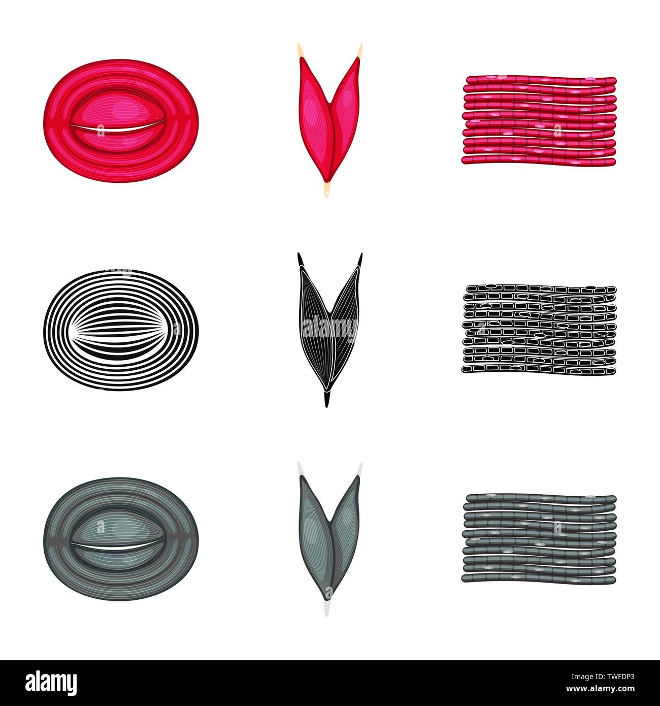 Vector design of fiber and muscular icon. Collection of fiber and body ...
