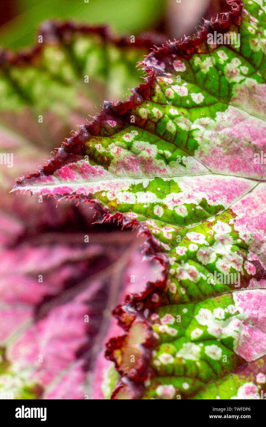 Rex Begonia Begonia Rex High Resolution Stock Photography and Images ...